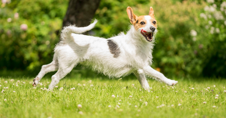 7 Tips for Caring for Your Pets in Spring – Sniffer Blog